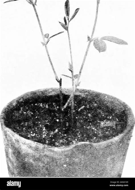 Root Nodules Bacteria Black And White Stock Photos Images Alamy