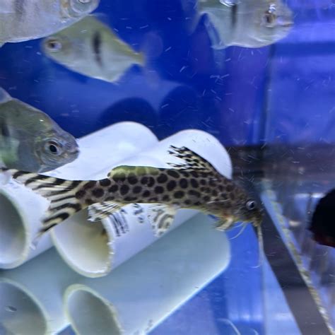 Pardalis Synodontis Catfish Synodontis Pardalis Monsteraquariumonline