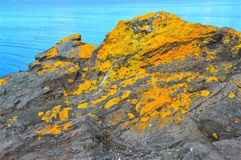 Bright Colored Nature Of Lichens Stock Image Image Of Nature Ecology