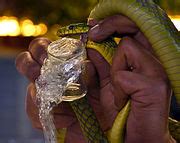 Category Snake Milking Wikimedia Commons