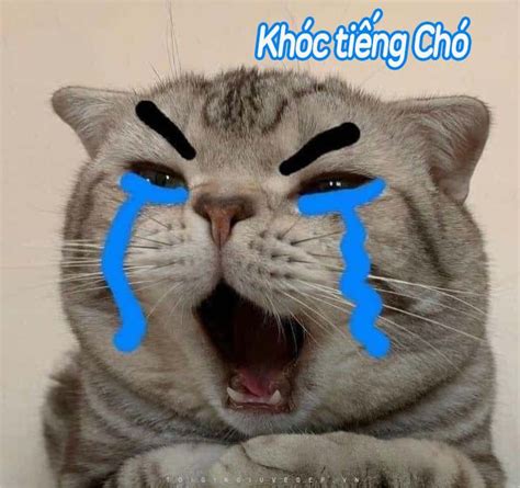 123 Ảnh Mèo Khóc Buồn Cute Meme Mèo Hài Hước Cười Xỉu