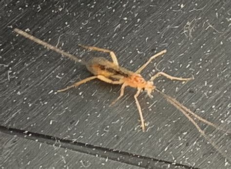 Macrocentrus In May 2022 By Nikhil Reddy · Inaturalist