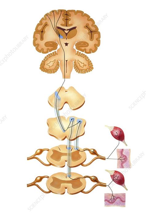 Brain Motor Cortex Pathways Artwork Stock Image C0166533