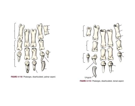 Phalanges Dorsal And Palmar Aspect Quiz
