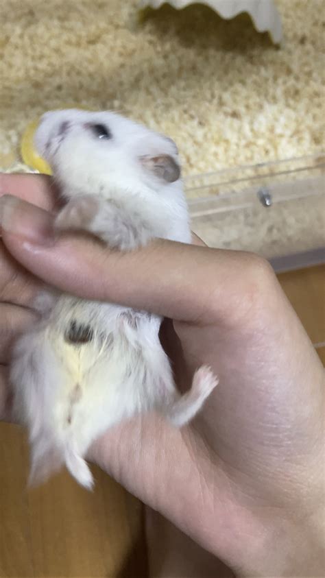 햄스터 배 종양 지식in