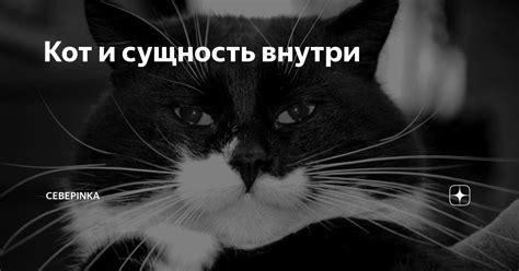 Кот и сущность внутри Cebepinka Дзен