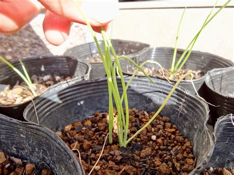 玉ねぎ苗の植え付け お天気めがねの家庭菜園日記