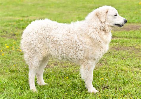 Kuvasas Kuvasz Augintinis Patarimupasaulis Lt