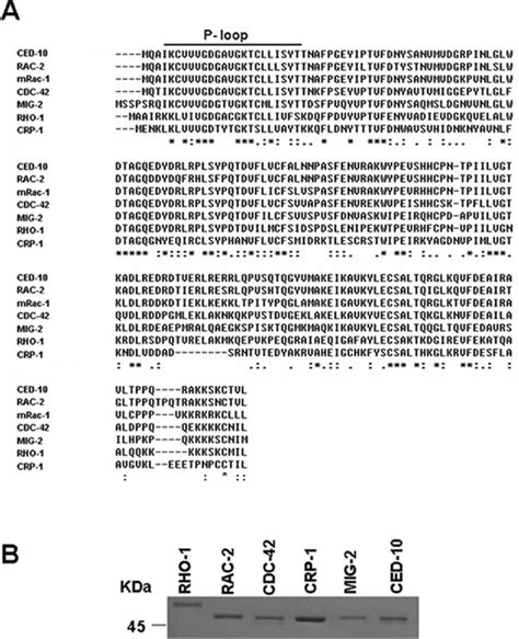Analysis Of The Six C Elegans Rho GTPases A Amino Acid Sequence