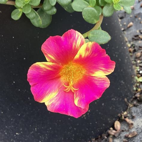 Portulaca Oleracea Mega Pazzaz Pink Twist ~ Monrovia® Mega Pazzaz™ P