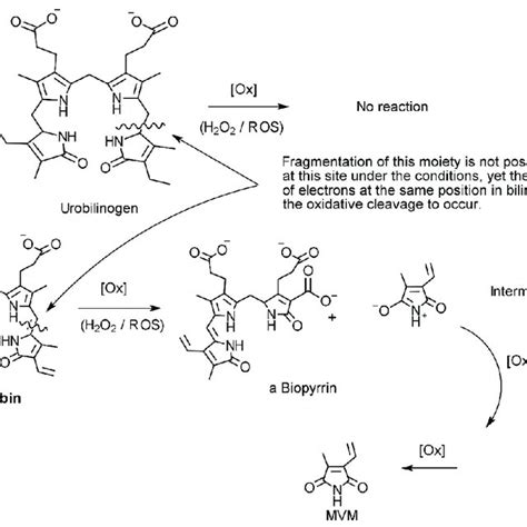 Potential Pathways For Oxidation Of Urobilinogen And Bilirubin By Download Scientific Diagram