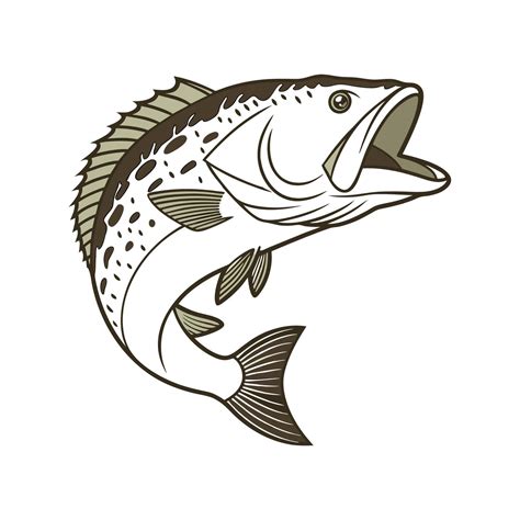 Murray Cod Closeup 58115843 Vector Art At Vecteezy