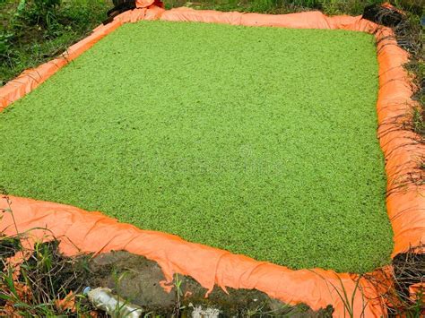 Cultivating Azolla For Livestock Feed Stock Image Image Of Ducks