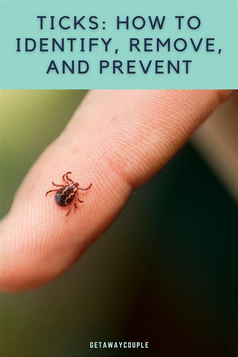 Ticks How To Identify Remove And Prevent Ticks Prevention Tick