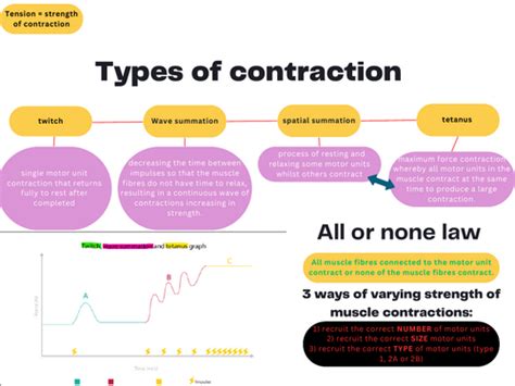 Neuromuscular System Whole Unit Teaching Resources