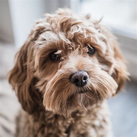 Cockapoo Comprar Cachorros En Criadero Consulta Precio