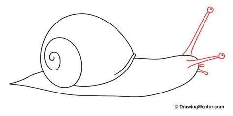 How To Draw A Snail Tutorial Drawing Mentor