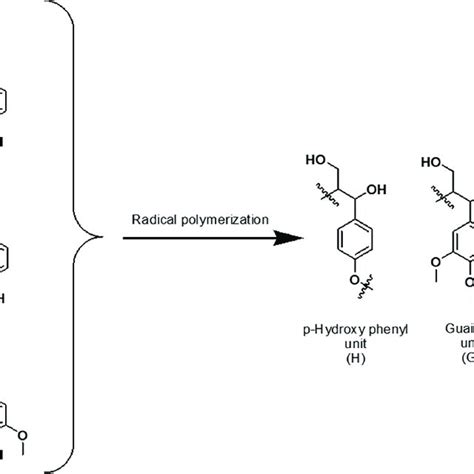Pdf Lignin Based Epoxy Resins Unravelling The Relationship Between Structure And Material