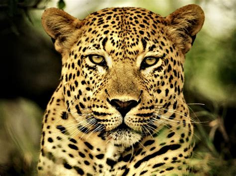 Leopard Head Wallpaper 1600x1200 13636