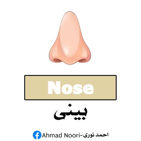 Ahmad Noori احمد نوری بینیدرانگلیسی شما در قسمت کامنت یک جمله به انگلیسی بنویسید انواع