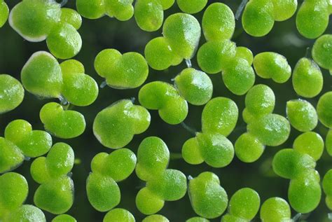 Engineered Duckweed Could Be A More Sustainable Source Of Biofuel