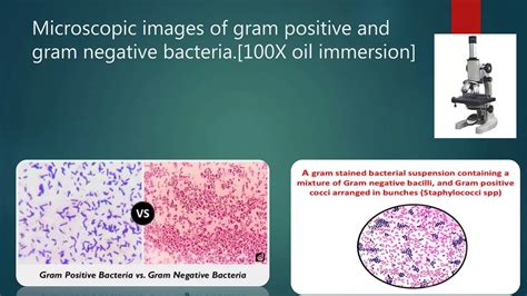 Gram Positive And Gram Negative Bacteria Ppt