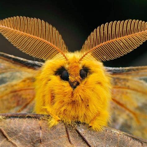 Venezuelan Poodle Moth