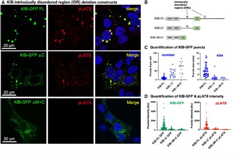 Intrinsically Disordered Regions Idrs Are Required For Kib To Form Download Scientific