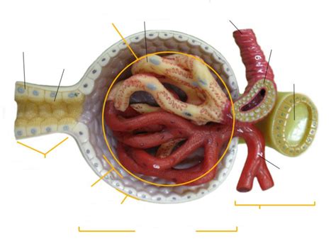 Nephron Model Diagram Quizlet Nephron Model Diagram Quizlet