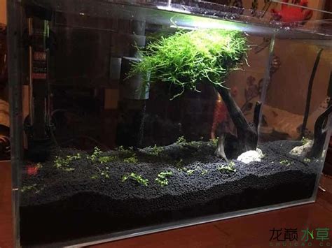 爬地矮珍珠多久能爬满 水景堂