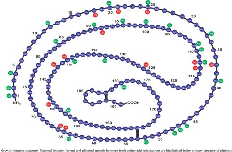 Human Growth Hormone Molecule