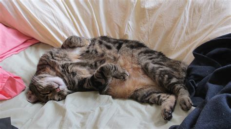 Gettin Tknow The Buffalo Man Better Dqs Miscellaneous Garage Mlp