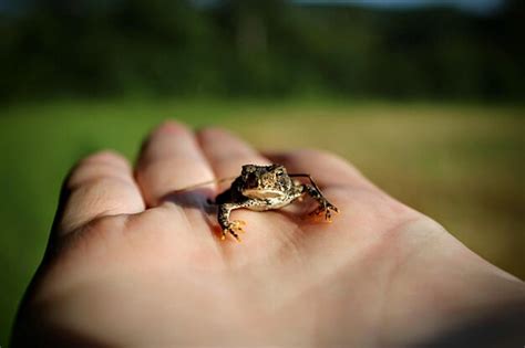 Premium Photo Close Up Of Hand Holding Toad