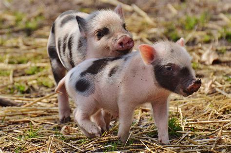 Pigs Learn About Nature