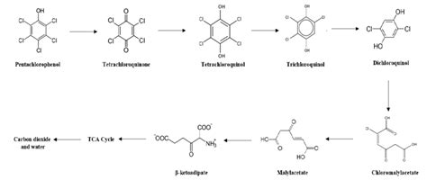 A Proposed Pathway For The Biodegradation Of Trichlorophenol And Download Scientific Diagram