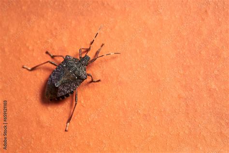 Macro Image Of An Isolated Specimen Of Brown Marmorated Stink Bug
