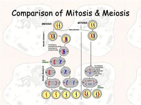 Ppt Cell Division Binary Fission Mitosis And Meiosis Overview