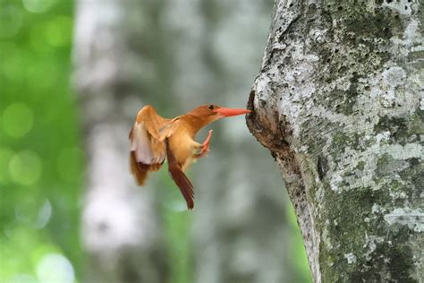 ご来場御礼 鳥好きフリーク撮り歩き
