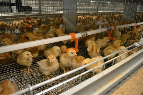 Мой Сыктывкар Новости Новости Стало известно когда продукция из