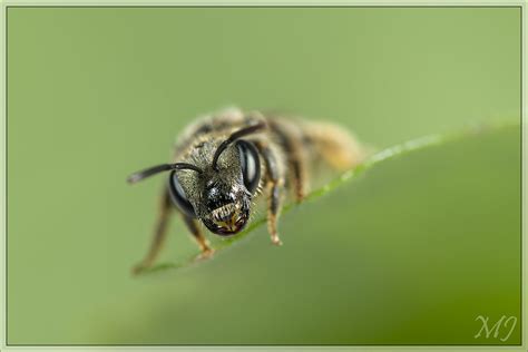 Wildbiene | Wild bee | Markus Jäggi | Flickr