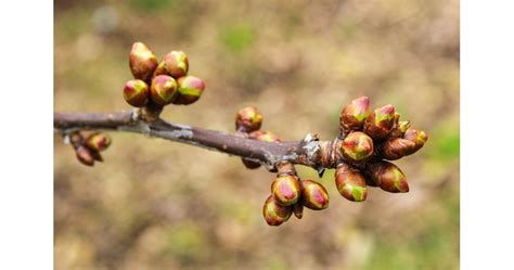 Защита на овошките от късни слани Български Фермер
