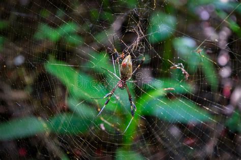 spider making a spider web in the forest stock image image of detail