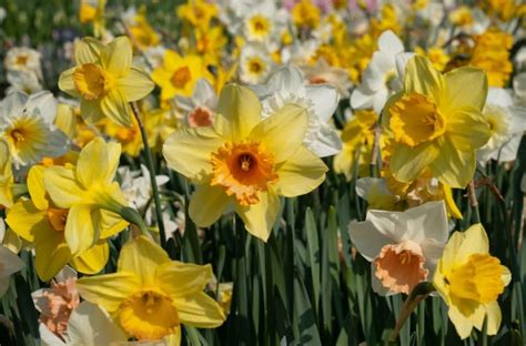 10 Pretty Plants That Repel Moles For Good