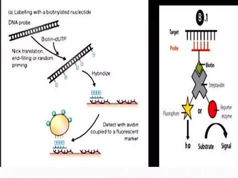 Molecular Probes Pptx