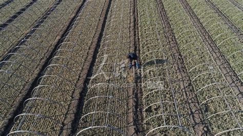 河北滦南:大雪农忙 人民图片网 河北滦南:大雪农忙 人民图片网