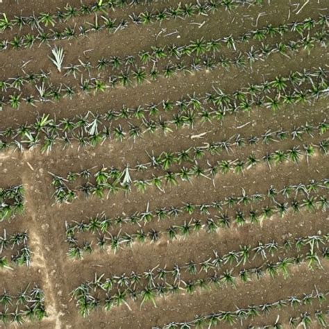 Pineapple Object Detection Model By Plants