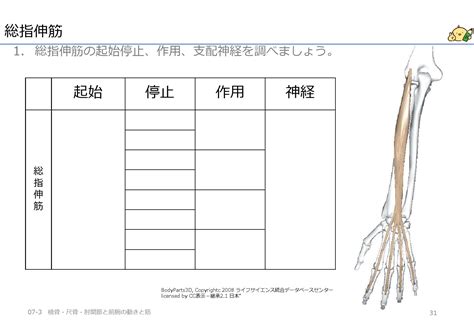 小指MP関節伸展の筋 作業療法士国家試験対策講座 国試がわかる