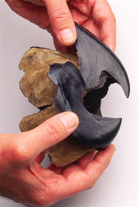 Colossal Squid Beak