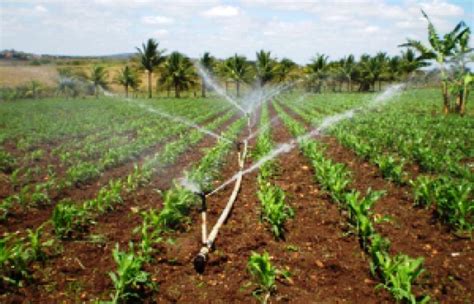 ALIMENTO NA MESA E GERAÇÃO DE RENDA Instalação de kits de irrigação fortalece a