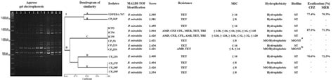 Genetic And Phenotypic Characterization Of P Mirabilis Isolates Download Scientific Diagram